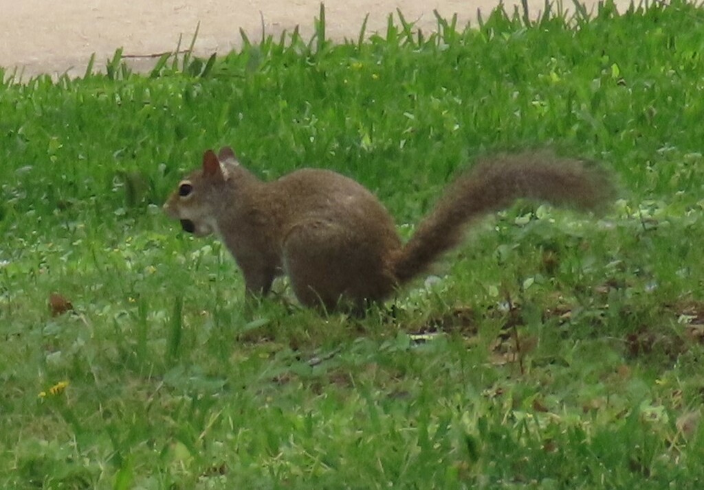 Eastern Gray Squirrel from Colony Grant, Sugar Land, TX 77479, USA on ...
