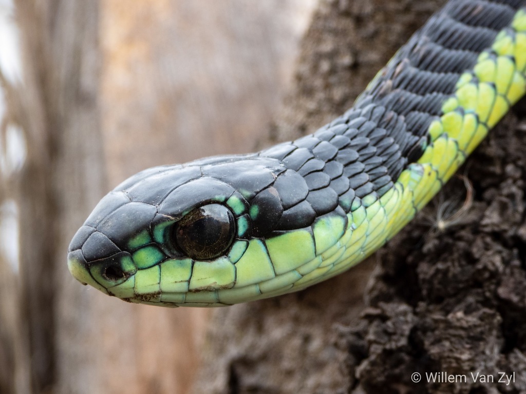 Boomslang (Dispholidus typus) - Snakes and Lizards