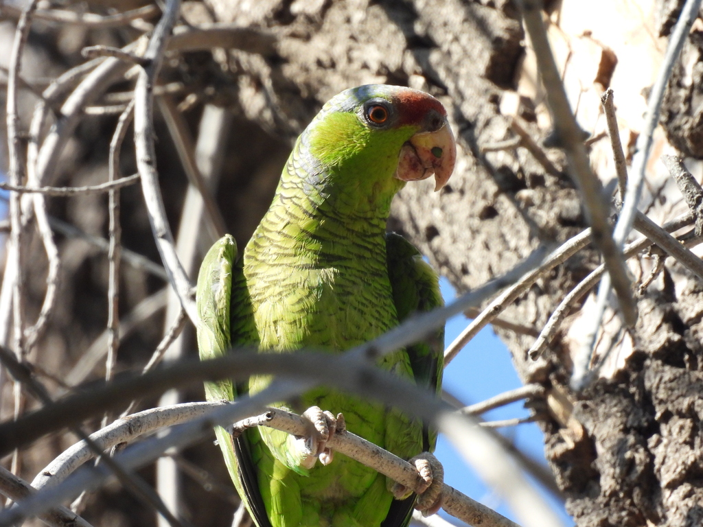 Lilac-crowned Parrot in April 2024 by Alexis Salazar · iNaturalist