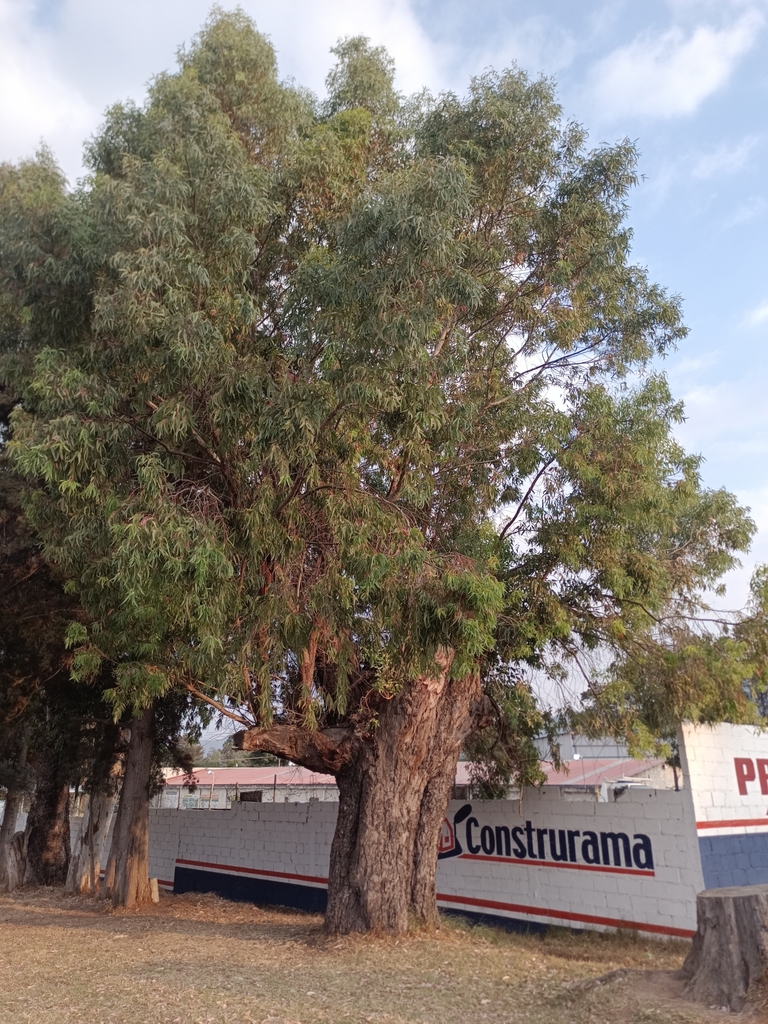 ahuejotes desde Zona Centro, San Cristóbal de las Casas, Chis., México ...