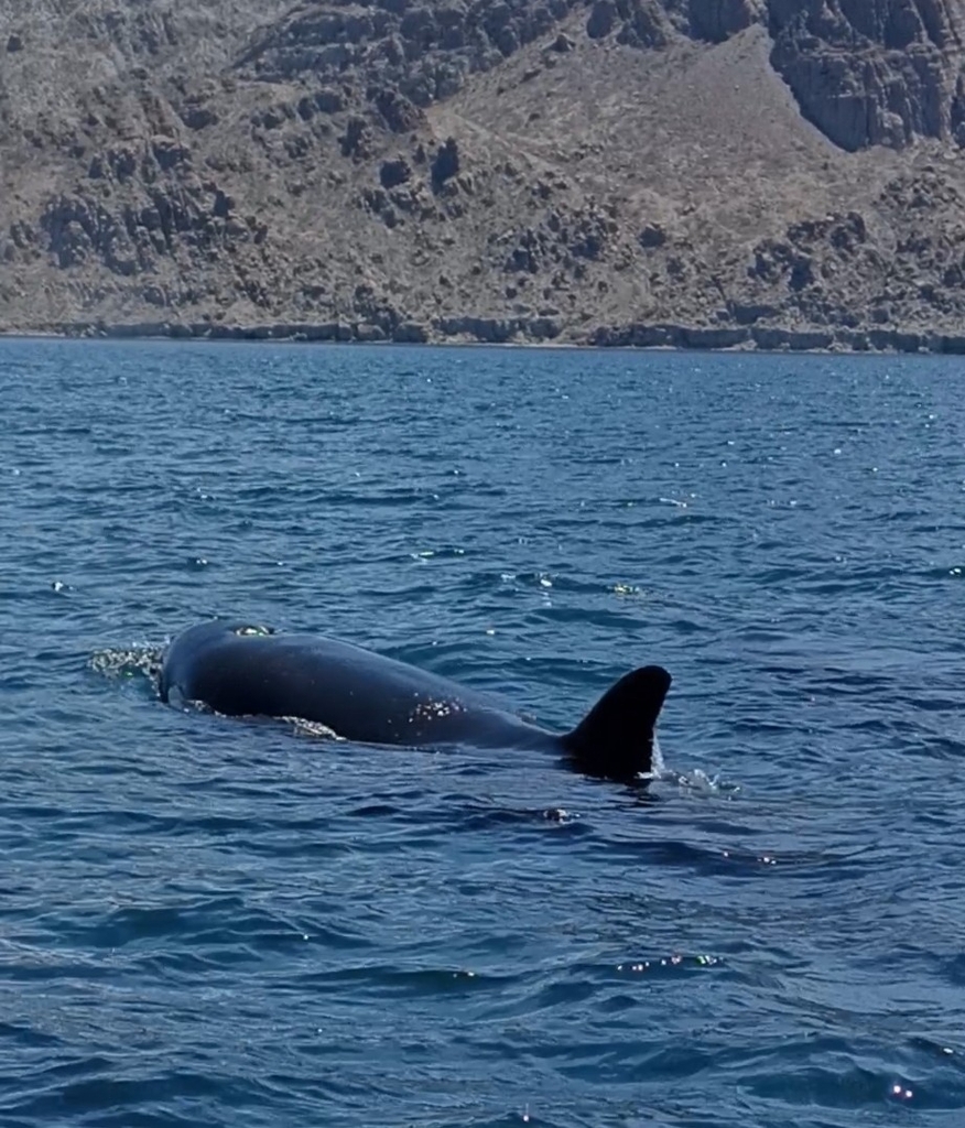 Orca from México on April 23, 2024 at 11:14 AM by Jennifer Ruelas ...