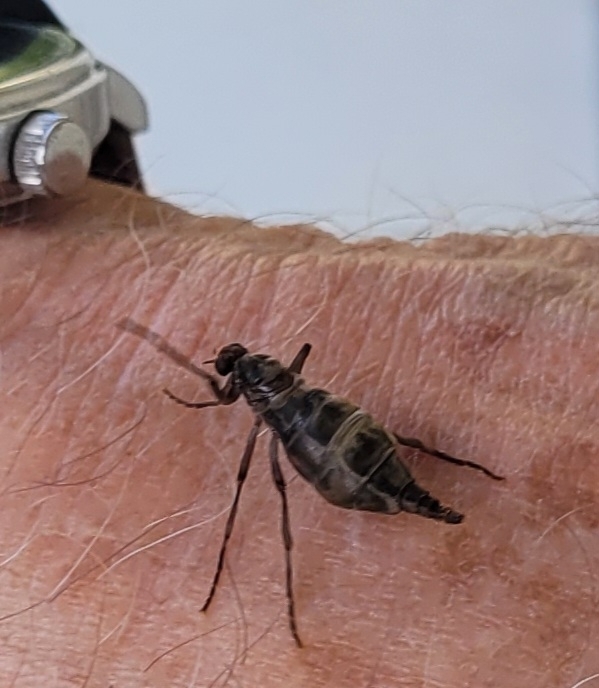 Australian Wingless Soldier Fly from Sorrento VIC 3943, Australia on ...
