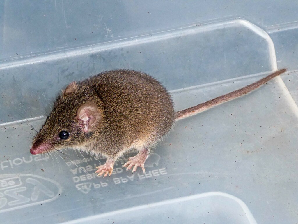 Agile Antechinus (Antechinus agilis) - Know Your Mammals