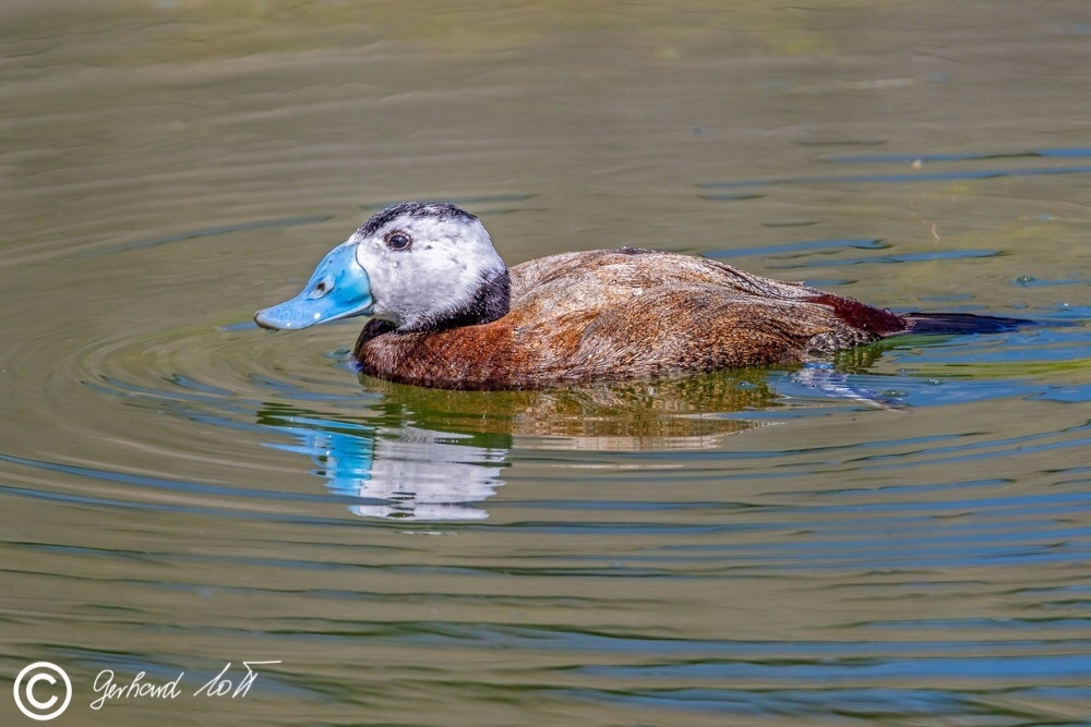Birds in April 2019 by gerhard_rott · iNaturalist