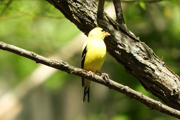 American Goldfinch from Reston, VA, USA on April 28, 2024 at 12:39 PM ...