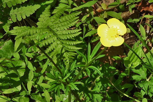 bulbous buttercup from Reston, VA, USA on April 28, 2024 at 12:54 PM by ...