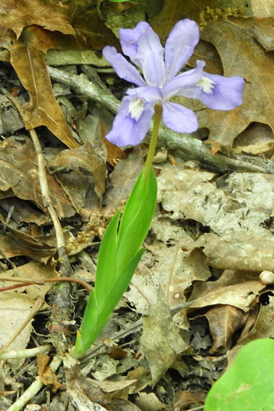 dwarf crested iris from Reston, VA, USA on April 28, 2024 at 02:34 PM ...