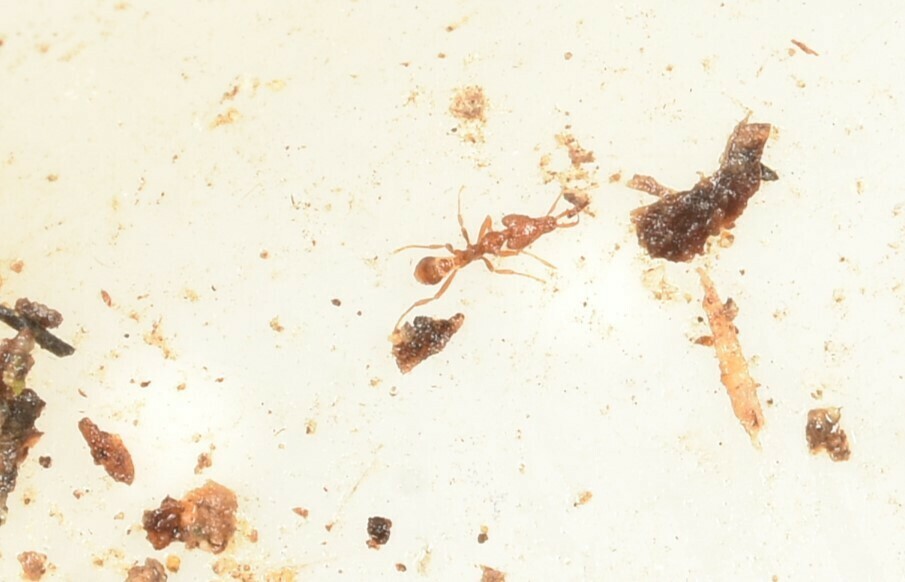 Mustache and Pygmy Snapping Ants from The Peak, Hong Kong on April 28 ...