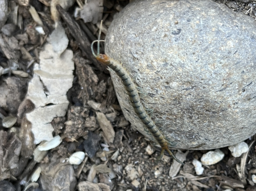 Common Desert Centipede from Alta Mesa Rd, Wilton, CA, US on April 28 ...