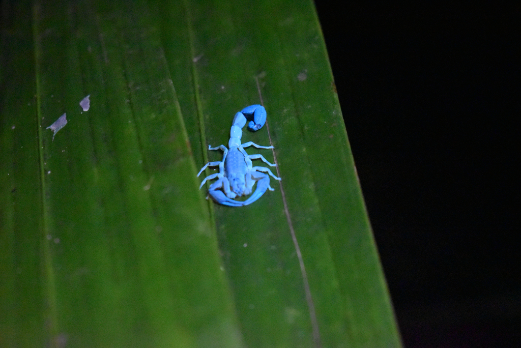 Tityus smithii from Jiménez, Río Grande 00745, Puerto Rico on March 10 ...
