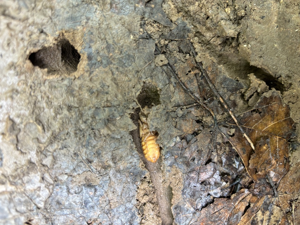 Periodical Cicadas from Castlewood State Park, Ballwin, MO, US on April ...