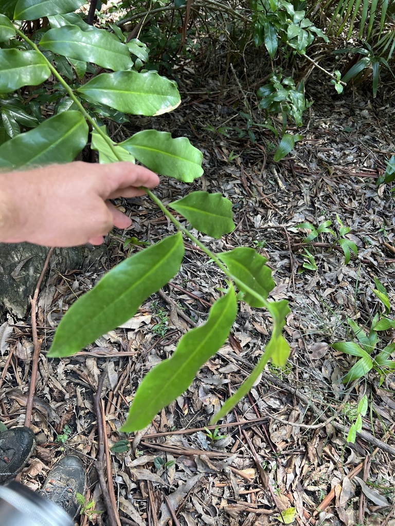 Bolwarra from Gosford - East, AU-NS, AU on April 29, 2024 at 01:03 PM ...