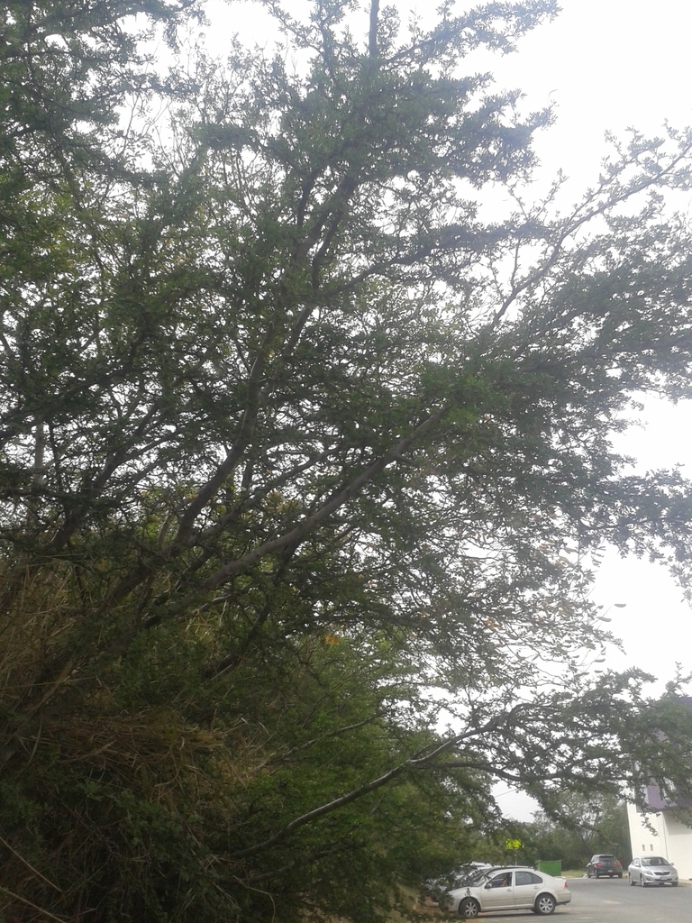 Blackbrush Acacia from Monterrey, Nuevo Leon, Mexico on April 29, 2019 ...