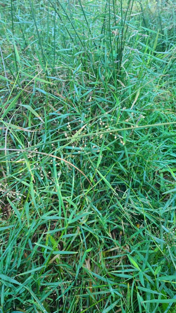 Swamp Millet from Whalers Gate, New Plymouth, New Zealand on April 29 ...
