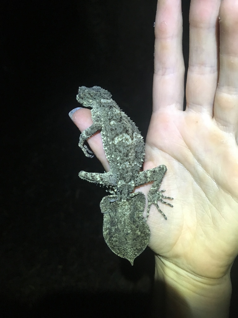 Moritz's Leaf-tailed Gecko from Wallingat State Forest, Wallingat, NSW ...
