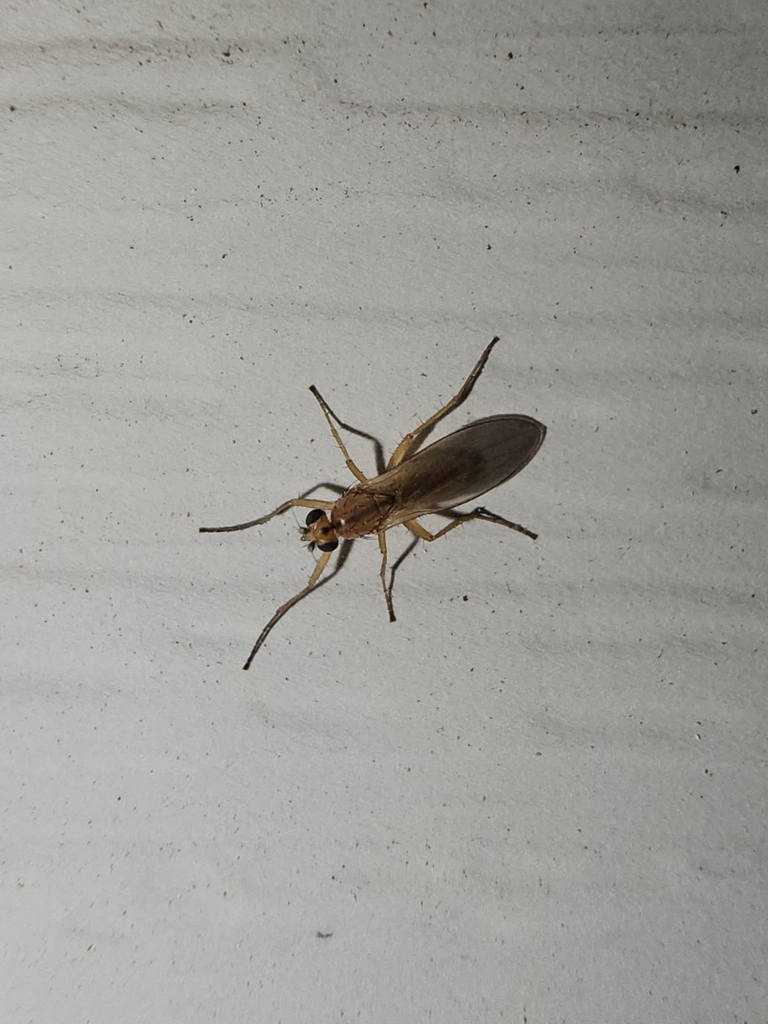 Small Grass Fly from Blythewood, SC, USA on April 28, 2024 at 11:45 PM ...