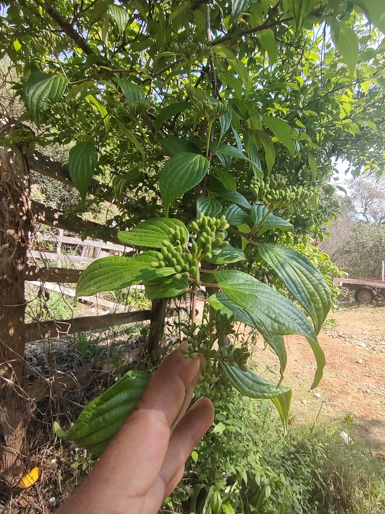 Cornus excelsa from San Cristóbal de Las Casas, Chis., México on April ...