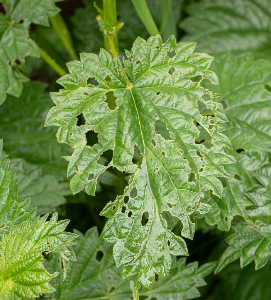 Oregon forestsnail from Coquitlam, BC, Canada on April 28, 2024 at 11: ...