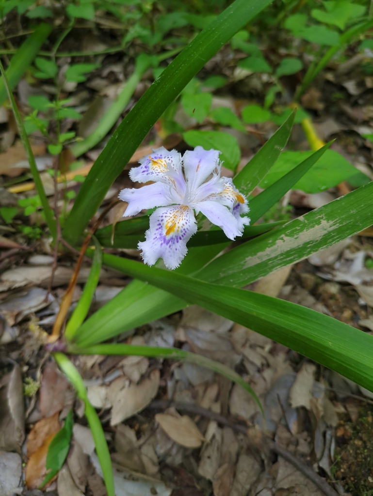 Fringed Iris from 103-4 Takatorisanchō, Nagata Ward, Kobe, Hyogo 653-0856, Japan on April 29 ...