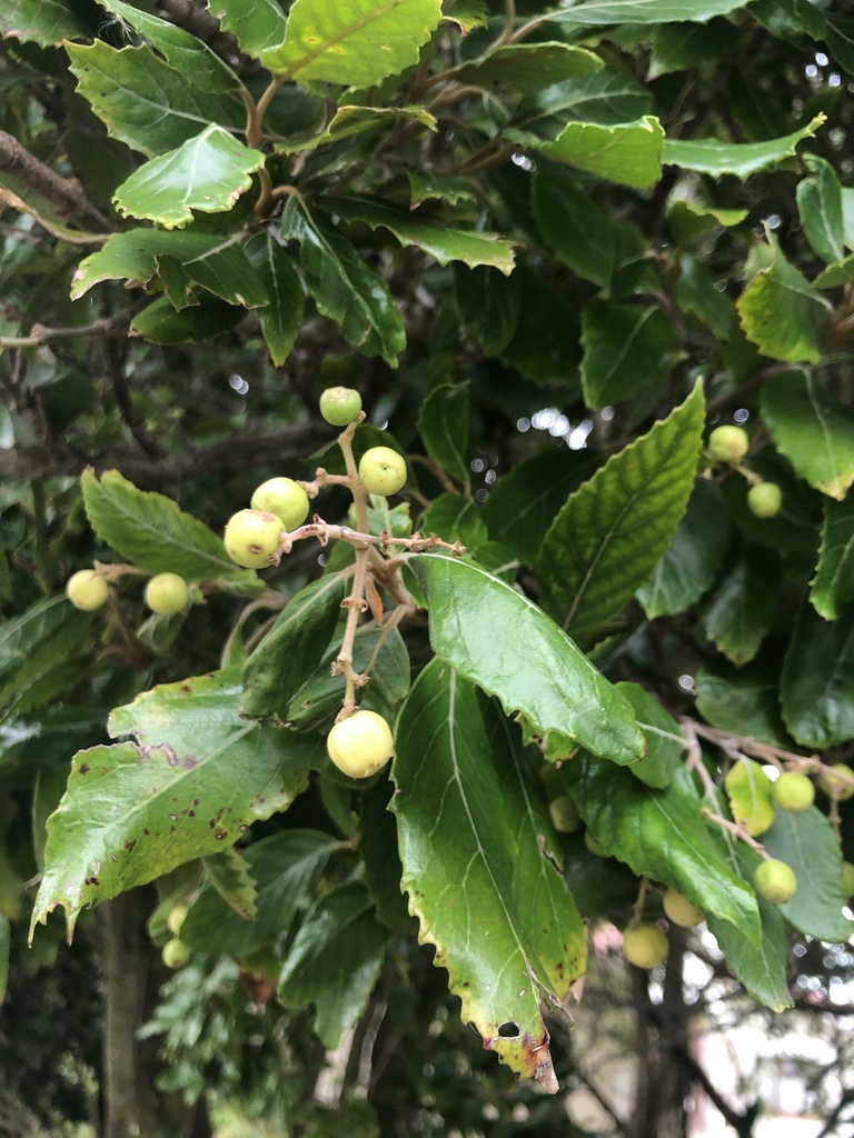 Assegai tree in April 2024 by fynbos_adventures · iNaturalist