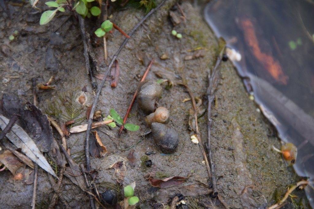 Big-eared Radix from 中国北京市门头沟区 on April 29, 2024 at 12:16 PM by 红梅 ...