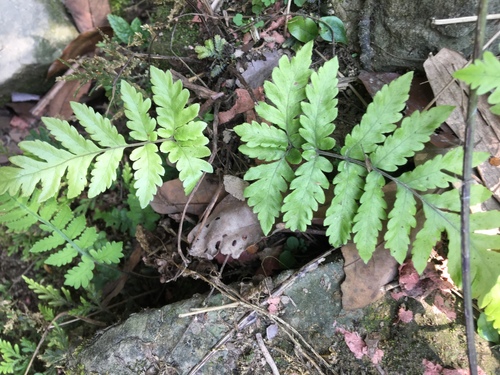 Tectaria paradoxa · iNaturalist
