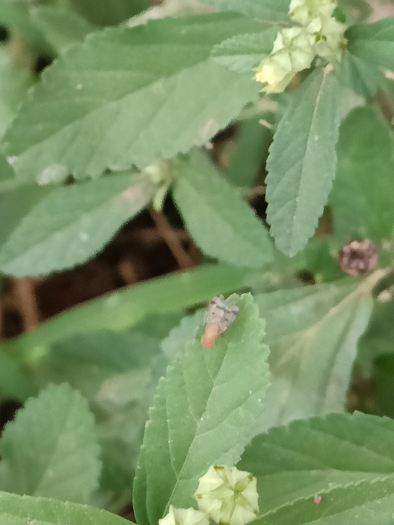 Acalyptrate Flies from Thohoyandou-D, Thohoyandou, 0950, South Africa ...