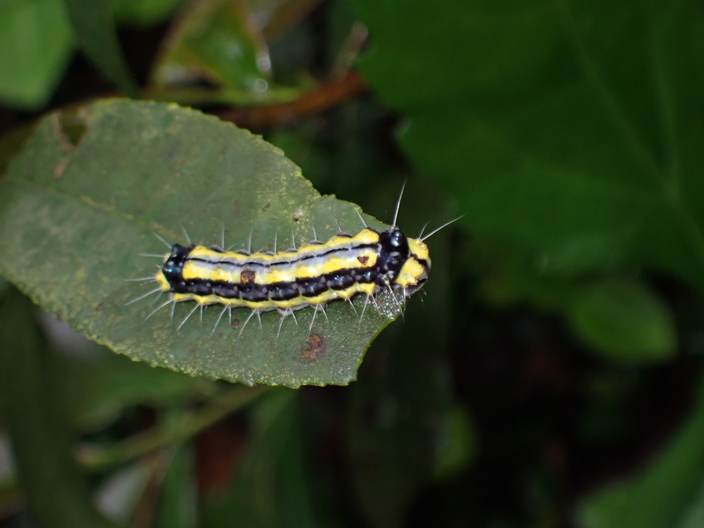 Pidorus atratus in April 2024 by Pintsen JIN · iNaturalist