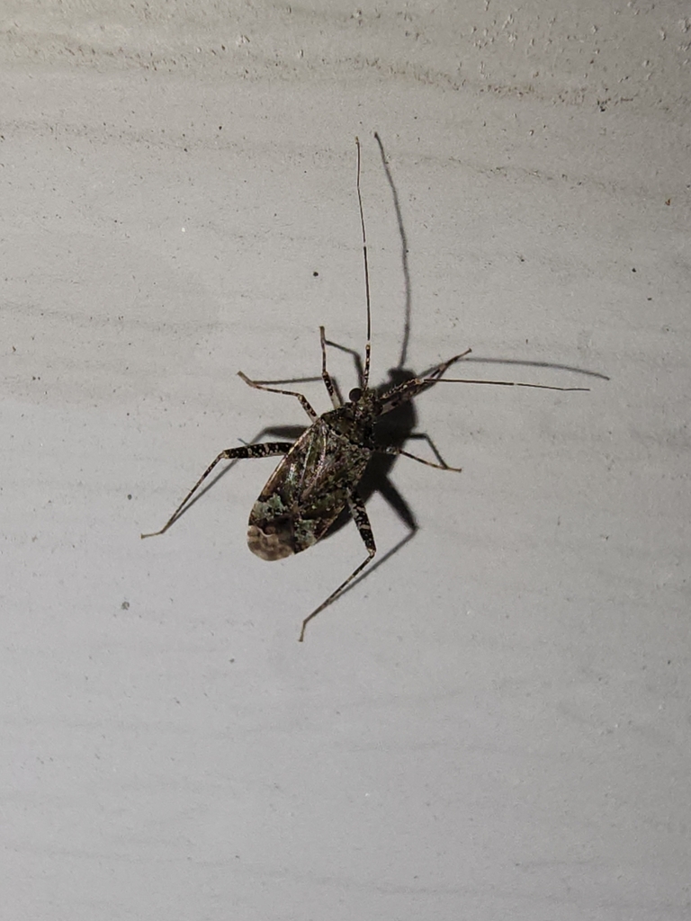 lime plant bug from Blythewood, SC, USA on April 28, 2024 at 11:04 PM ...