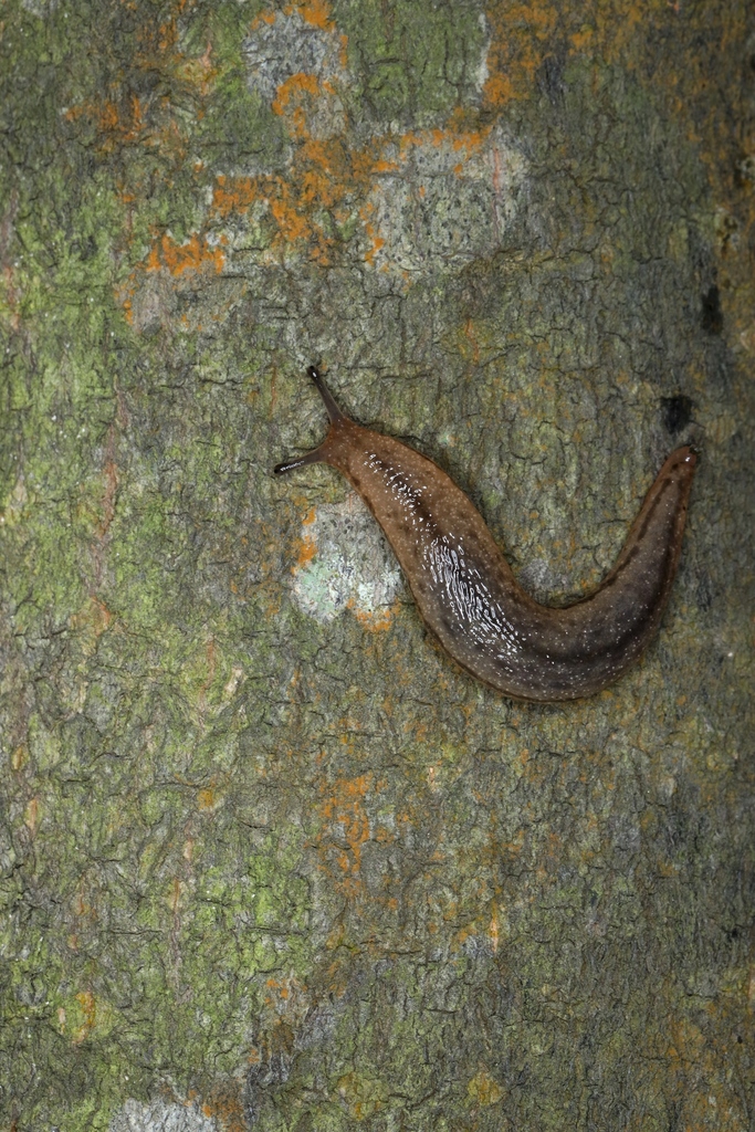 Chinese Slug from Hong Kong on April 29, 2019 at 08:16 PM by sk2 ...