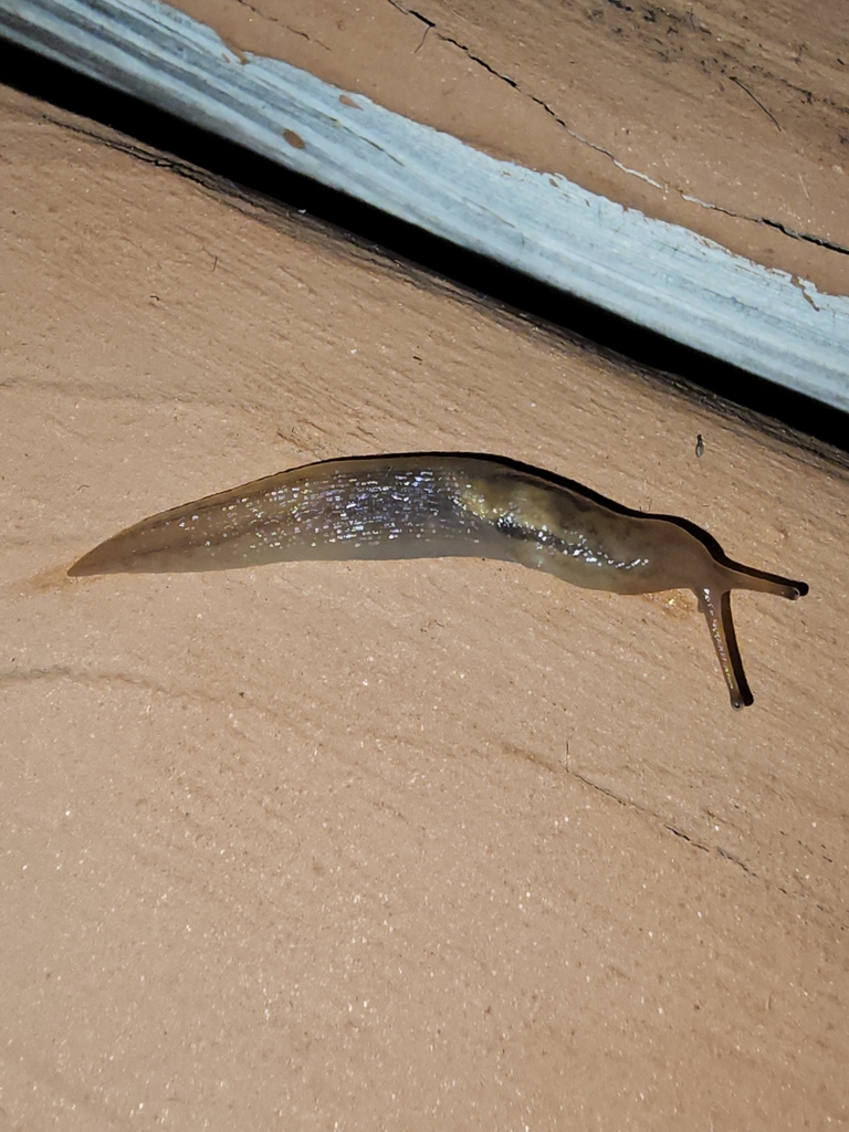 Striped Greenhouse Slug from Blythewood, SC, USA on April 28, 2024 at ...