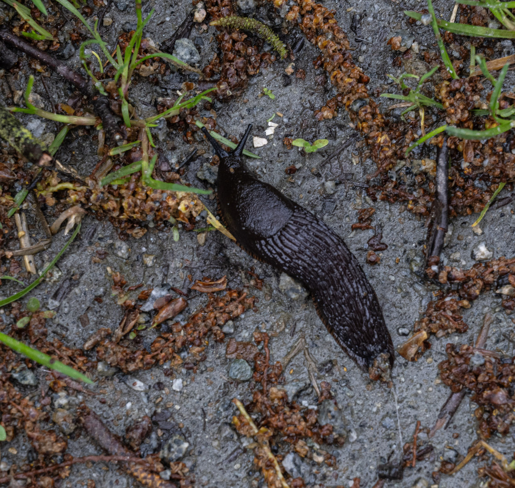 ater-group Arion Slugs from Coquitlam, BC, Canada on April 28, 2024 at ...