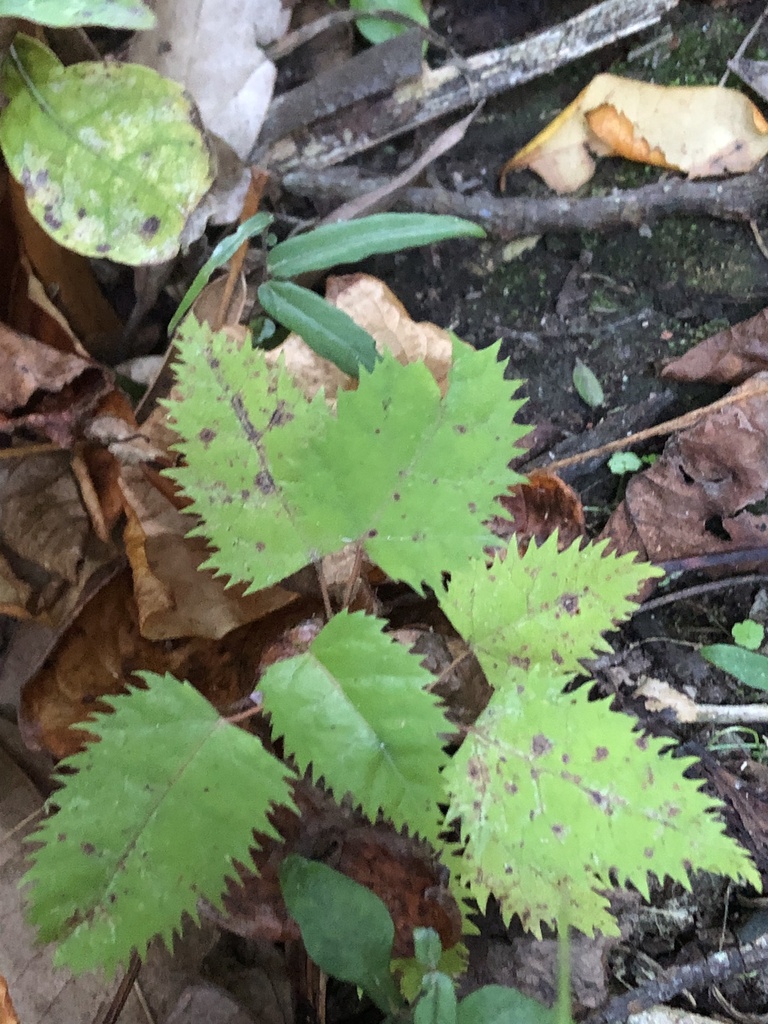 Wineberry from Khandallah Park, Wellington, Wellington, NZ on April 29 ...