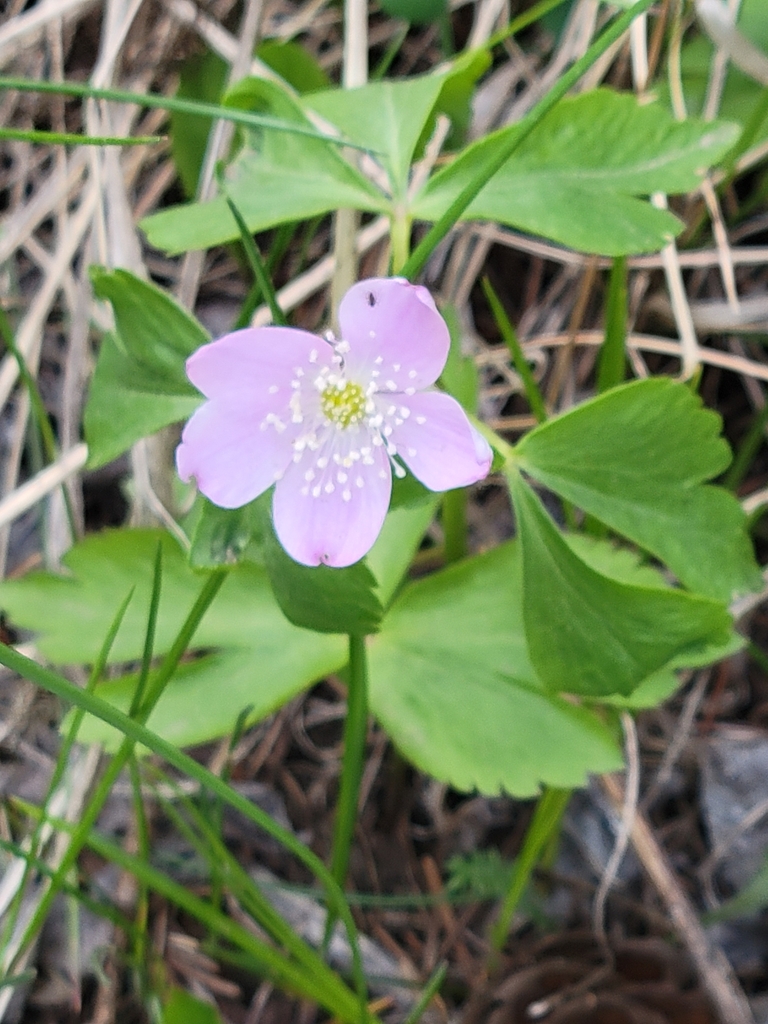 Piper's Anemone from Union County, US-OR, US on April 28, 2024 at 05:55 ...