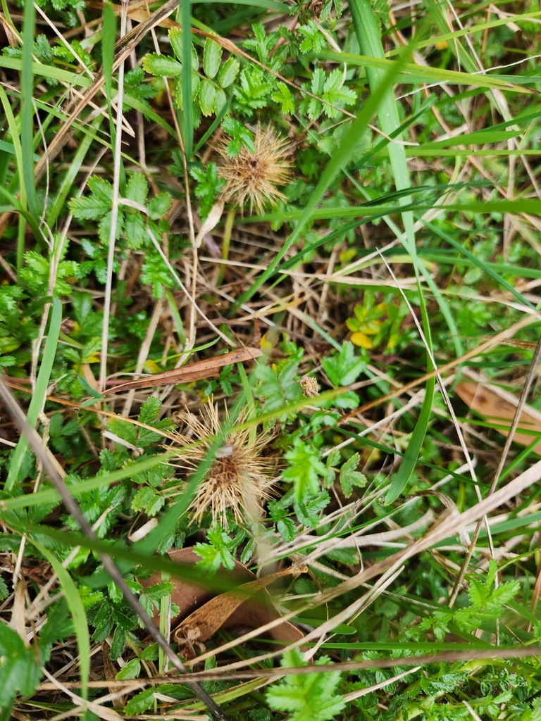 Biddy-biddy from Mitcham VIC 3132, Australia on April 29, 2024 at 02:23 ...