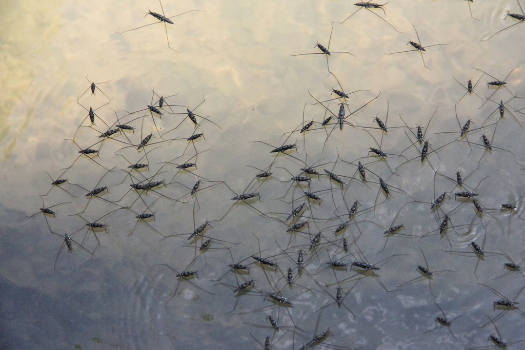 Potamometropsis from Tagum, Davao del Norte, Philippines on April 29 ...