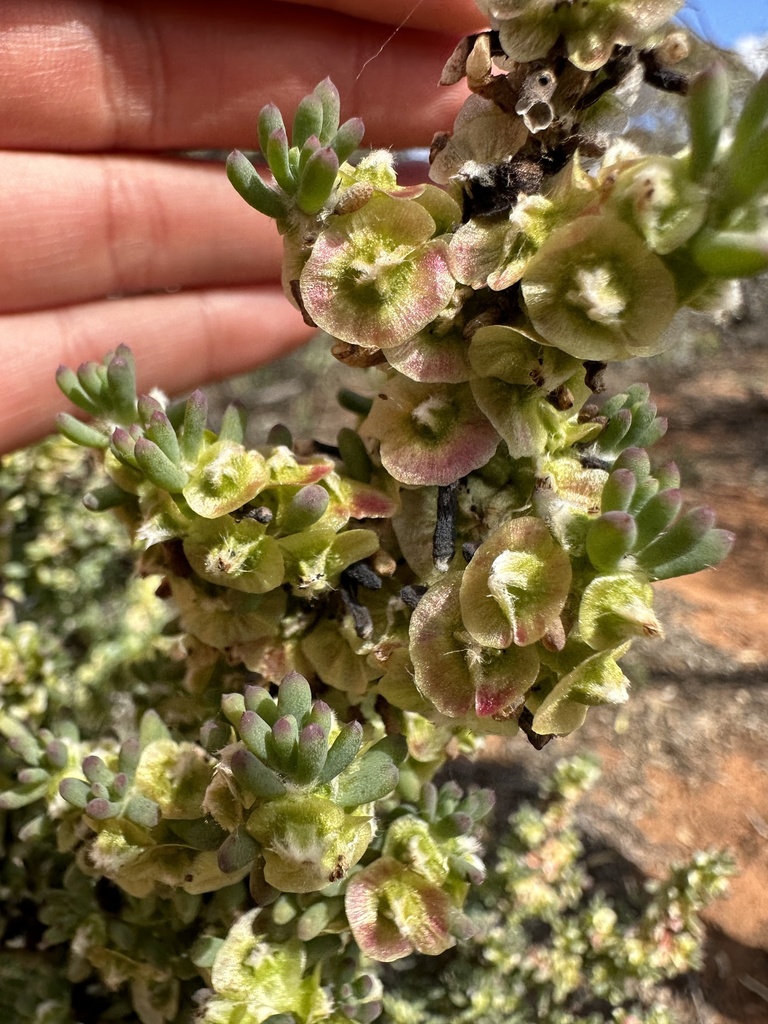 Erect Mallee Bluebush from Hattah - Kulkyne National Park, Hattah, VIC ...