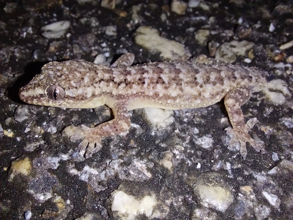 Maria Islands Leaf-toed Gecko from M6MV+VFX, Trinidad and Tobago on ...
