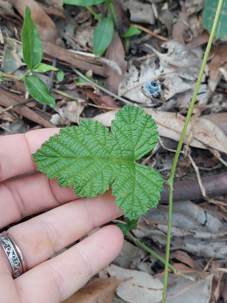 Molucca Bramble from Epping NSW 2121, Australia on April 29, 2024 at 03 ...