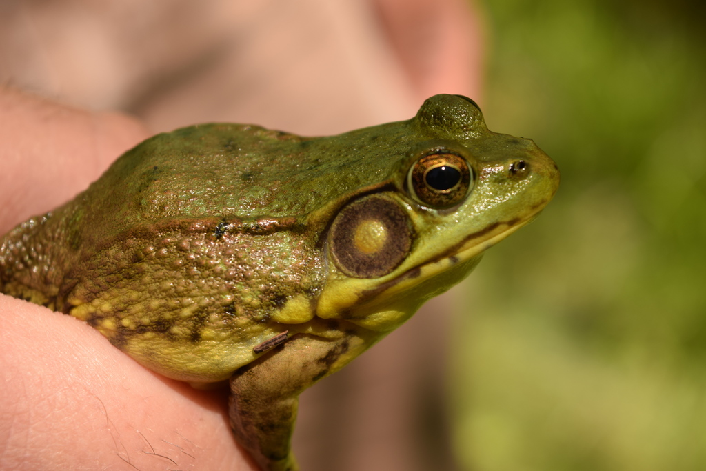 Green Frog from John Huston Nature Center Minerva Ohio on May 19, 2016 ...