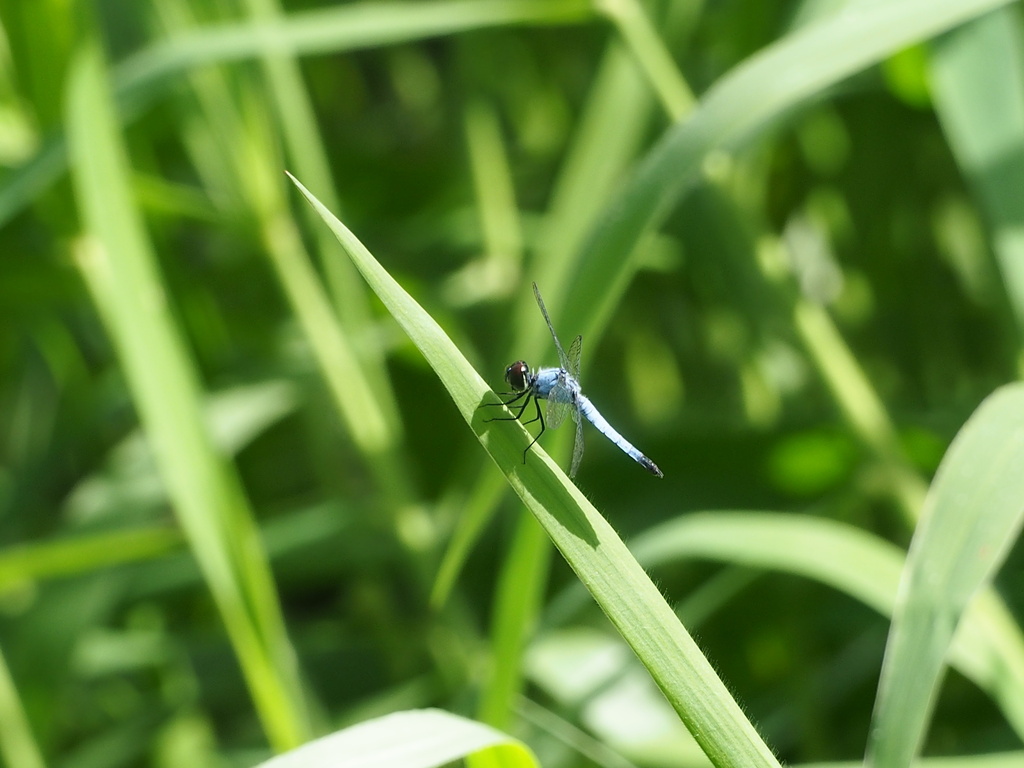 Palemouth from Evans Rd, Meadowbrook, QLD, AU on April 29, 2024 at 11: ...