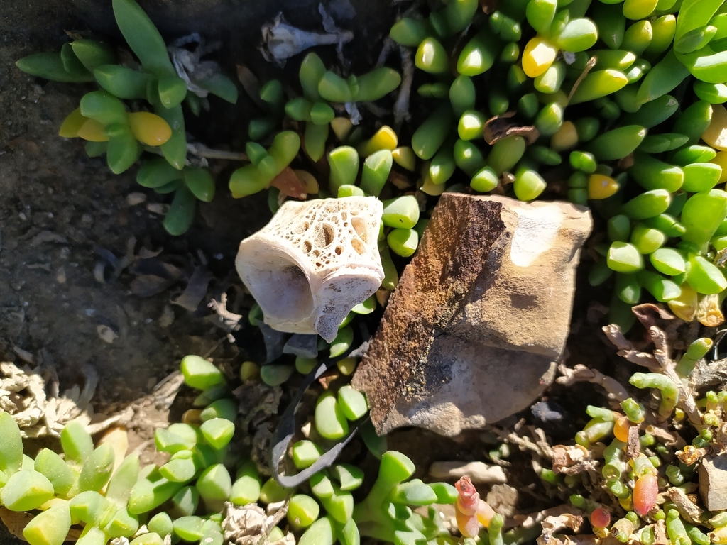 Vertebrates from Breaker Bay, Wellington 6022, New Zealand on April 26 ...