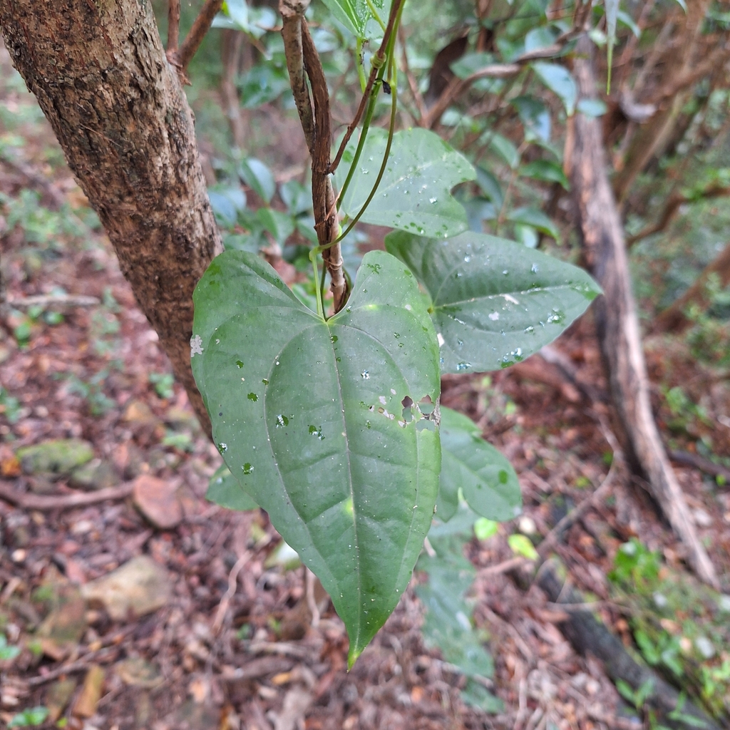 Common Yam Vine from Burleigh Heads QLD 4220, Australia on April 29 ...