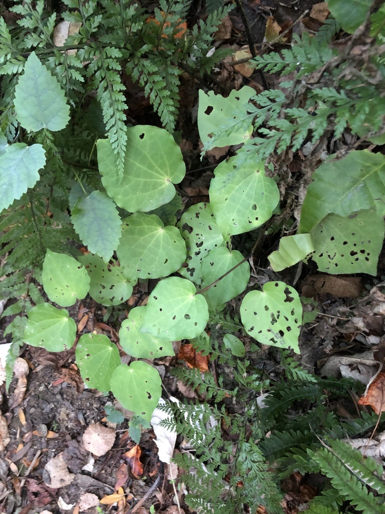 Kawakawa looper from Khandallah Park, Wellington, Wellington, NZ on ...