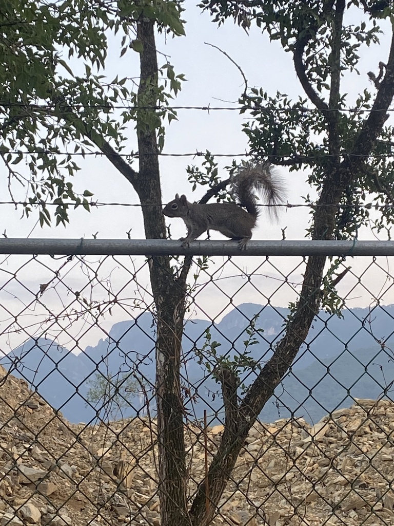 Allen's Squirrel from El Barrial, Santiago, N.L., MX on April 28, 2024 ...