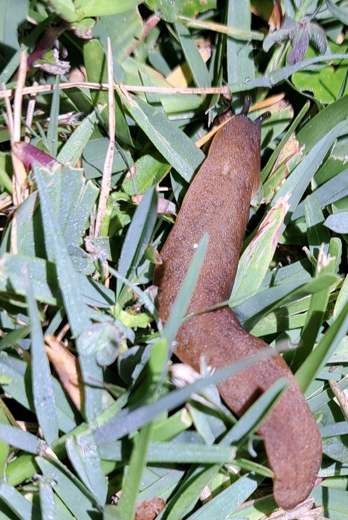 Caribbean Leatherleaf Slug from Casselberry, FL 32708, USA on April 29 ...