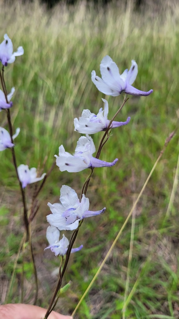 Wild Blue Larkspur from Park Meadows, Deer Park, TX 77536, USA on April ...