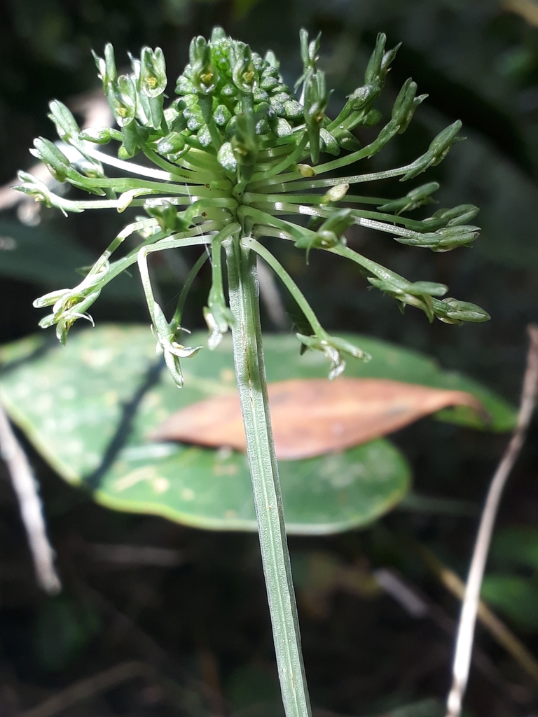 Malaxis crispifolia from Medellín, Antioquia, Colombia on April 29 ...