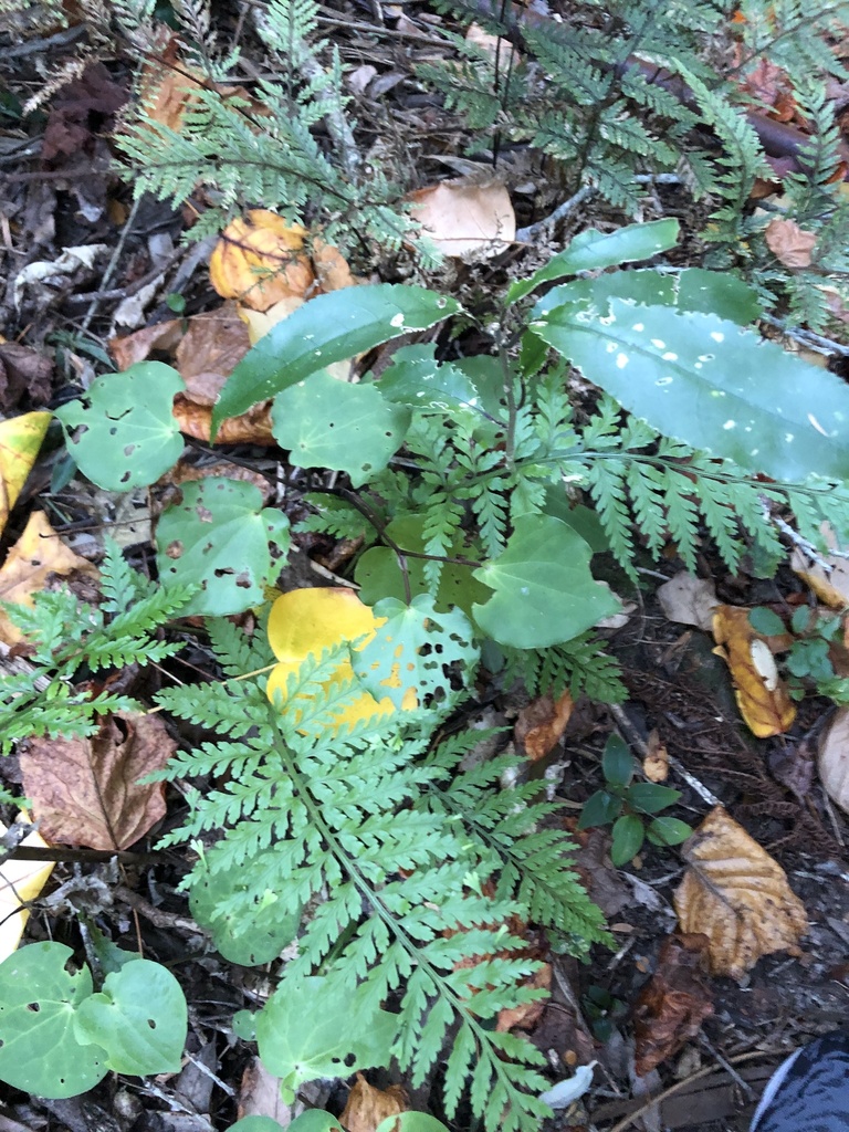 hen and chickens fern from Khandallah Park, Wellington, Wellington, NZ ...