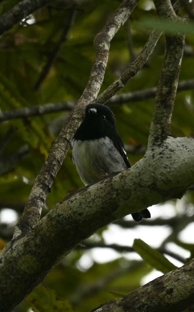 North Island Tomtit from Pukeiti 2290 Carrington Road, Pukeiti 4374 ...